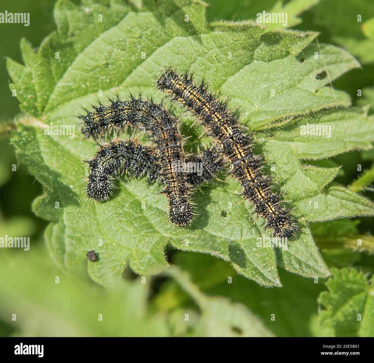 Small fox 'Aglais urticae', caterpillars on stinging nettle Stock Photo ...
