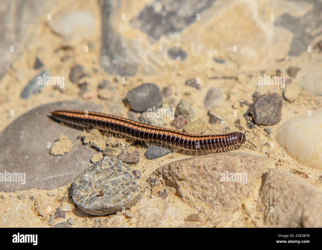 Sandstrider 'Ommatoiulus sabulosus' Stock Photo - Alamy