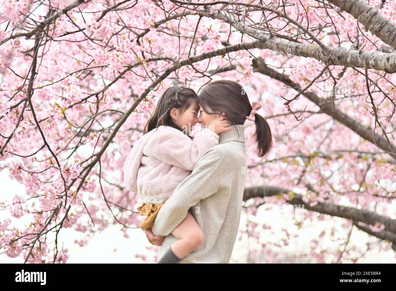 Cherry blossom and parent and child Stock Photo - Alamy