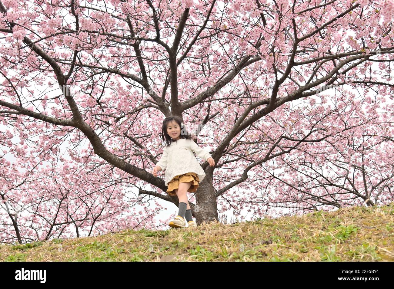 Cherry blossom and child Stock Photo - Alamy