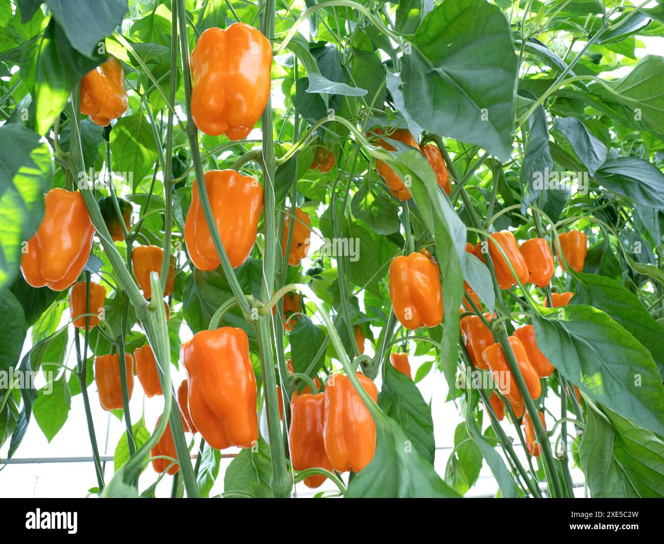 colored peppers , greenhouse Stock Photo - Alamy