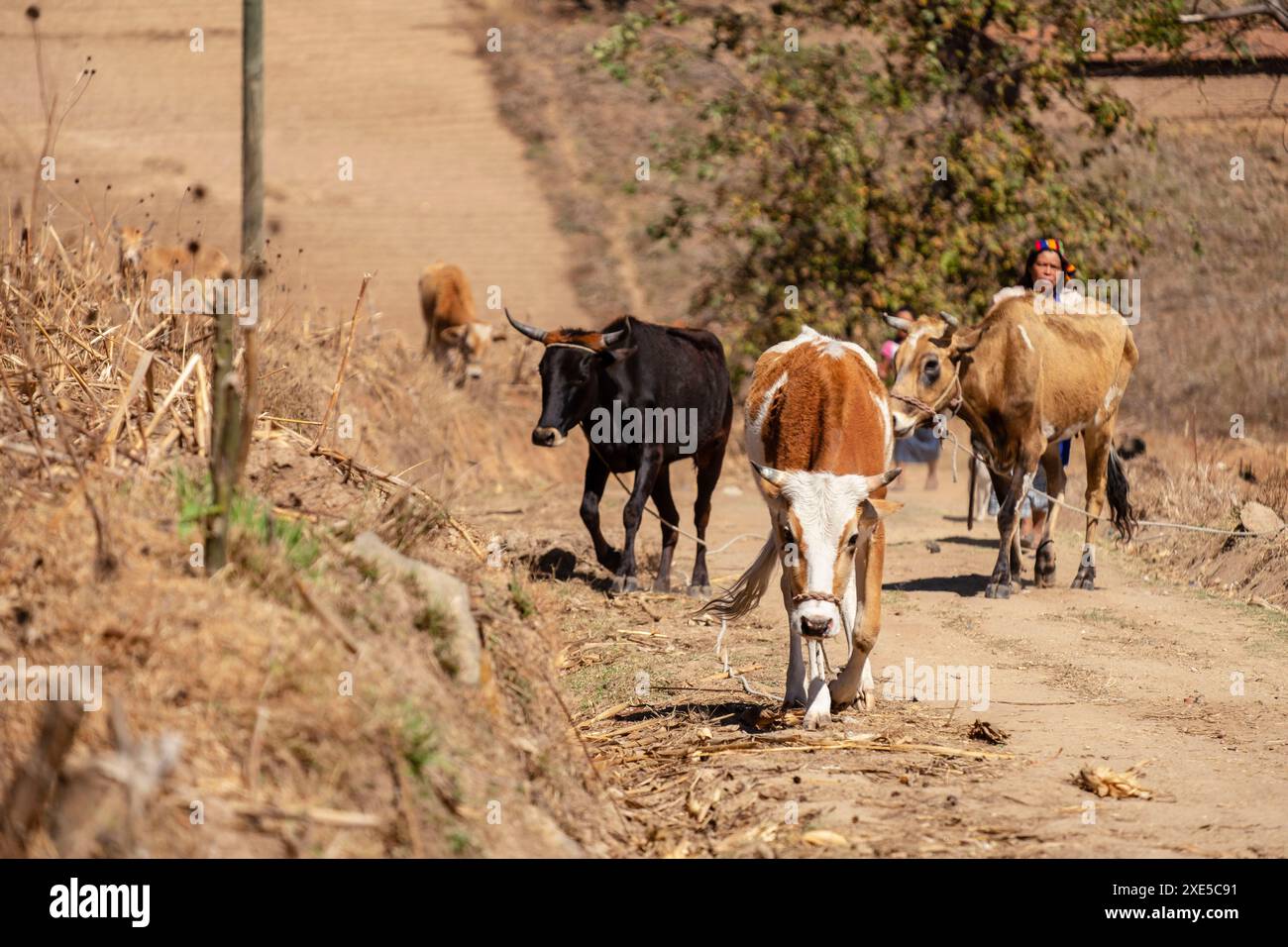 Vaca vacas carne hi-res stock photography and images - Alamy