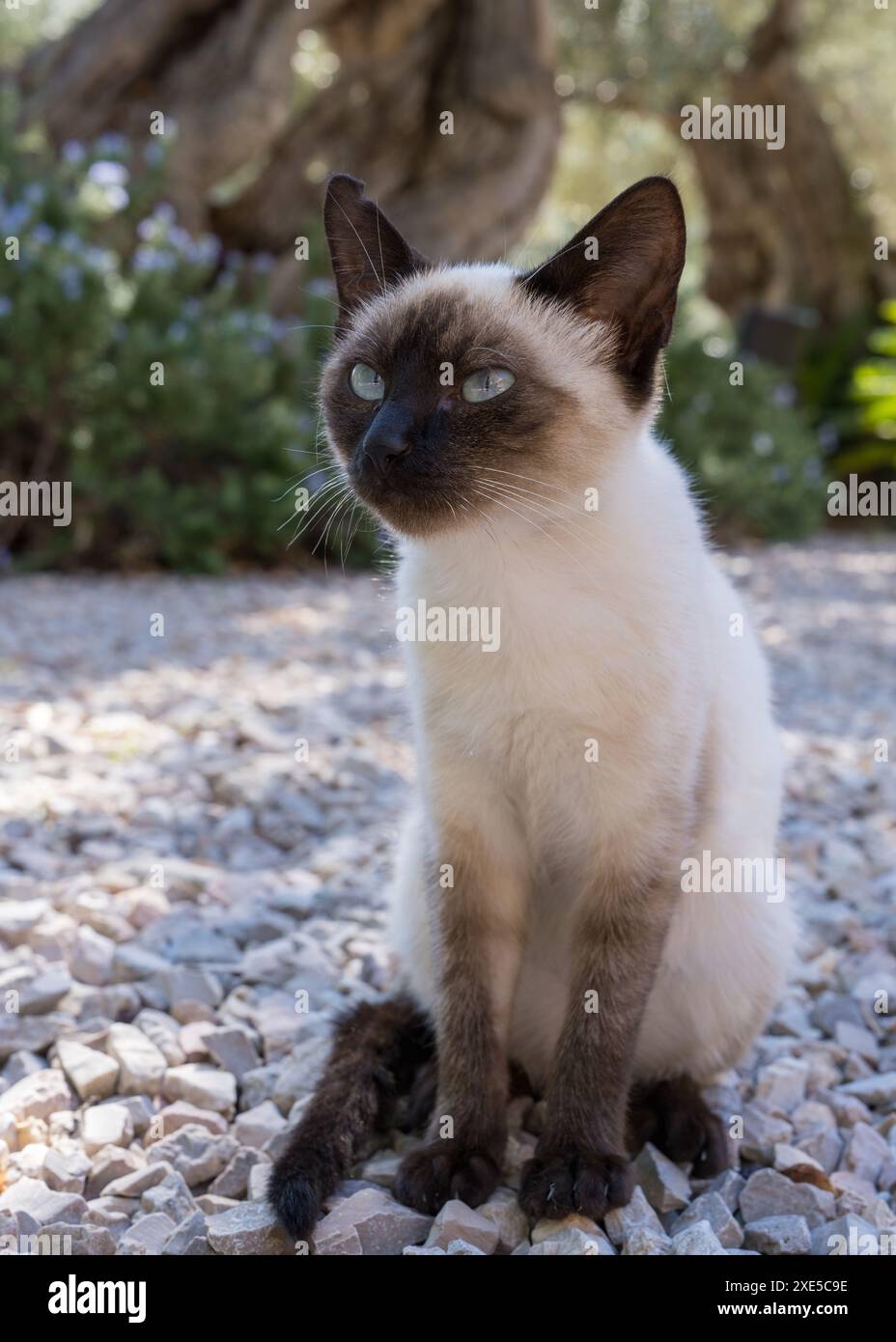 Cute kitten siamese cat outdoors Stock Photo - Alamy