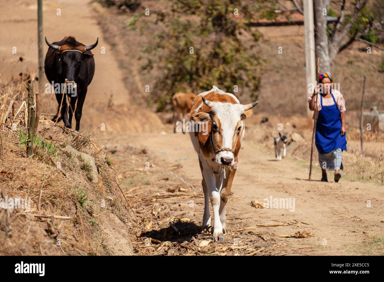Ganado de carne vacas de carne hi-res stock photography and images - Alamy