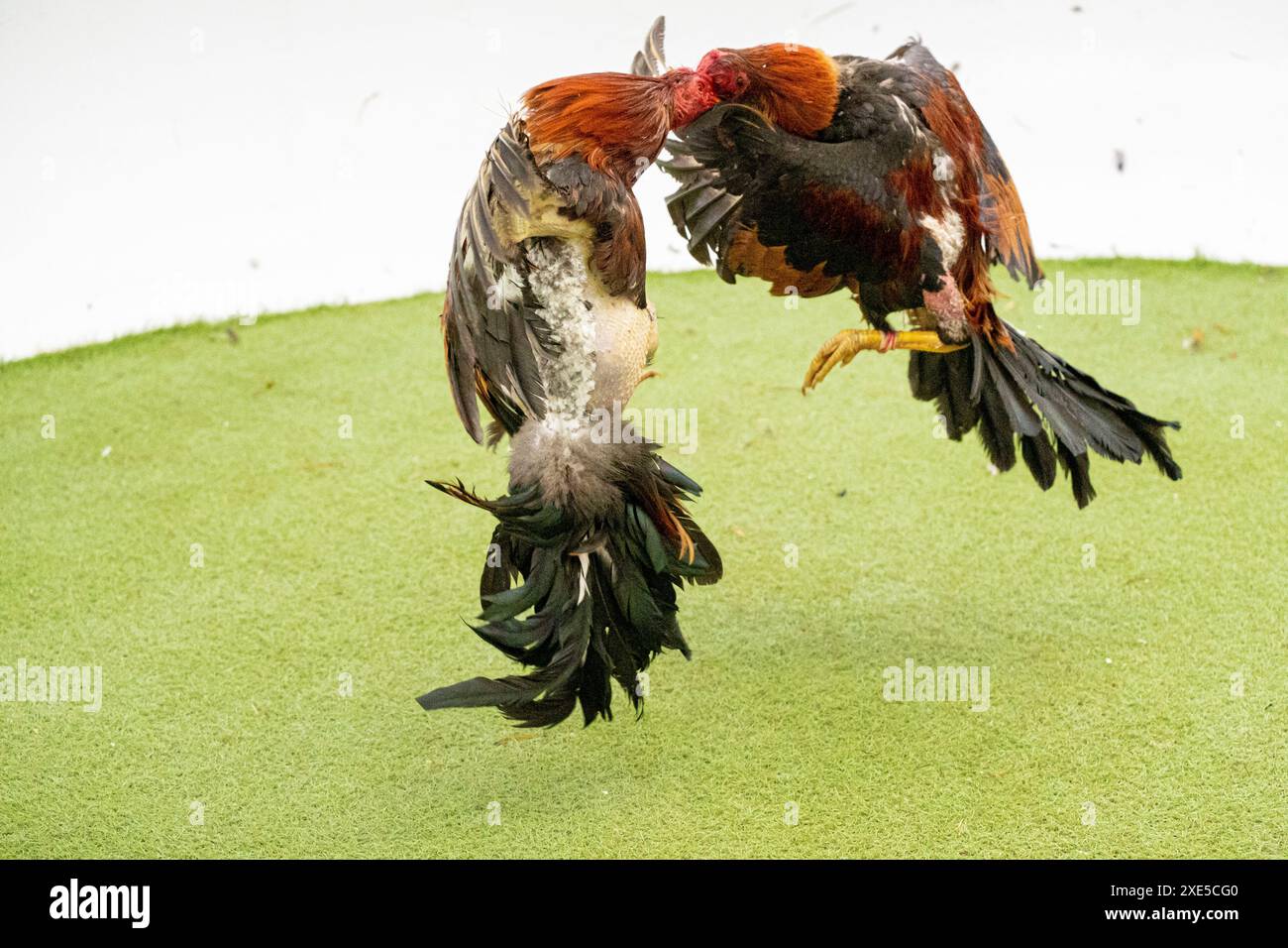 Gallos de pelea Stock Photo - Alamy
