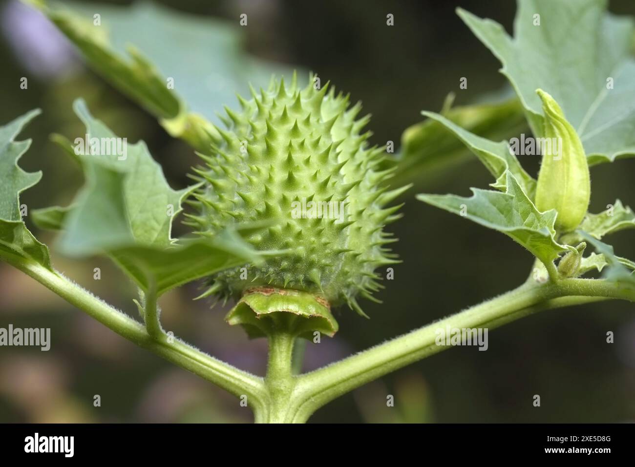 Datura, thorn apple Stock Photo - Alamy