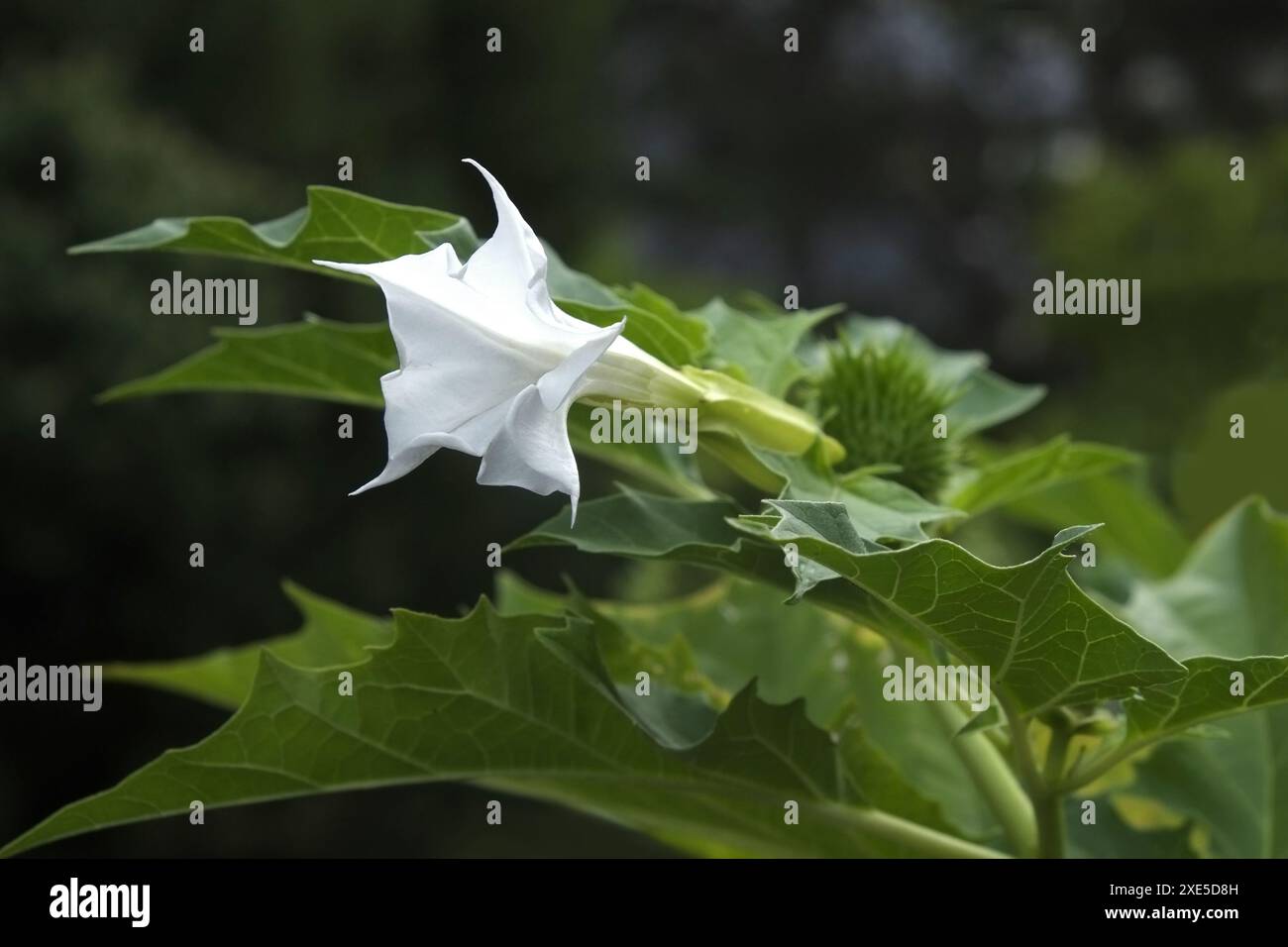 Thorn apple, thorn apple blossom Stock Photo - Alamy