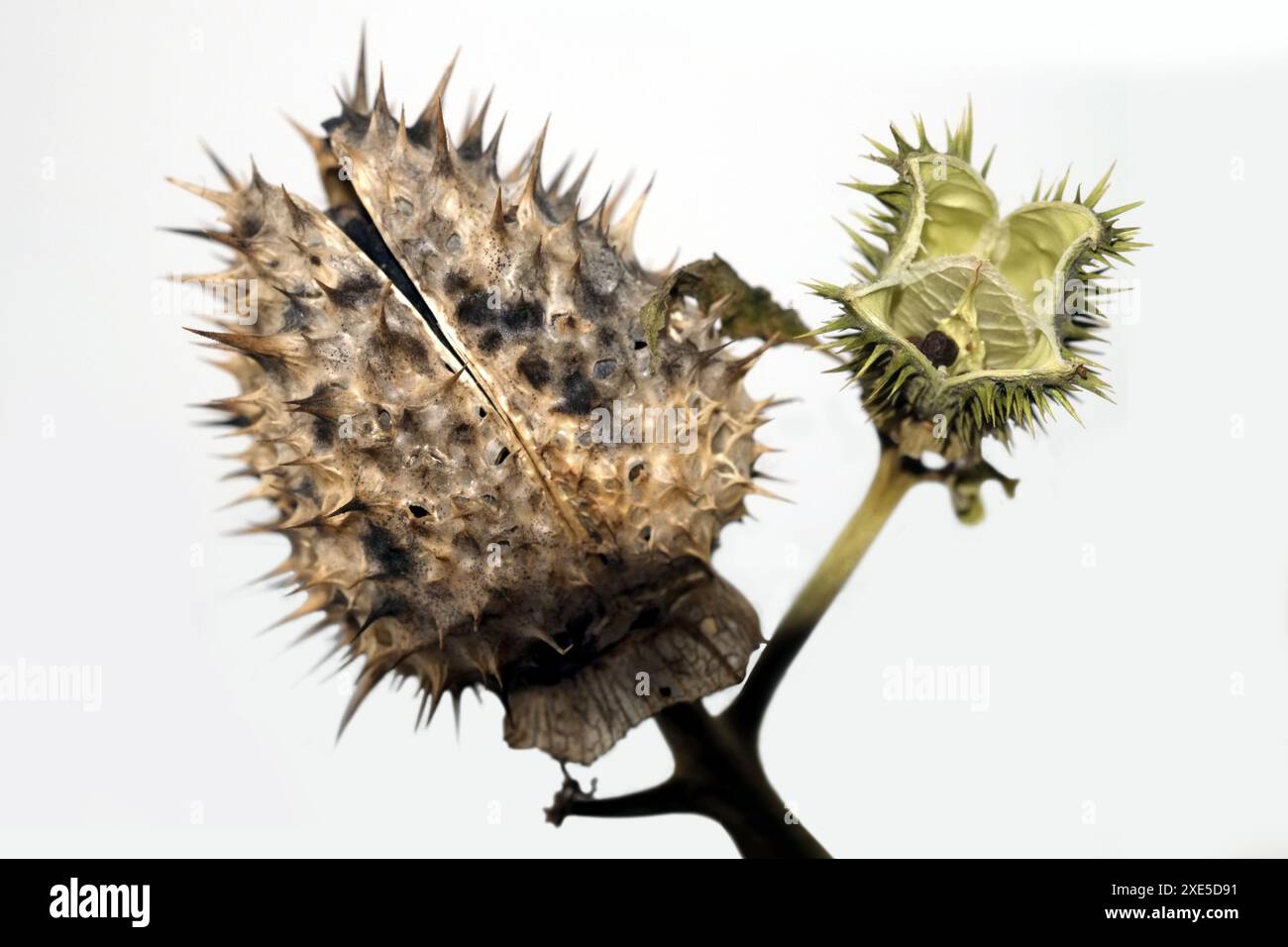 Datura, jimson weed Stock Photo - Alamy