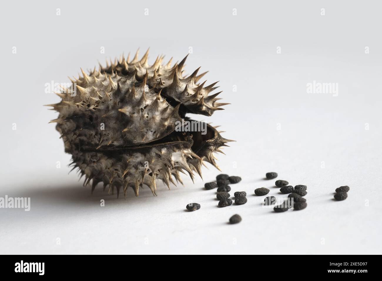 Thorn apple, opened seed capsule Stock Photo - Alamy