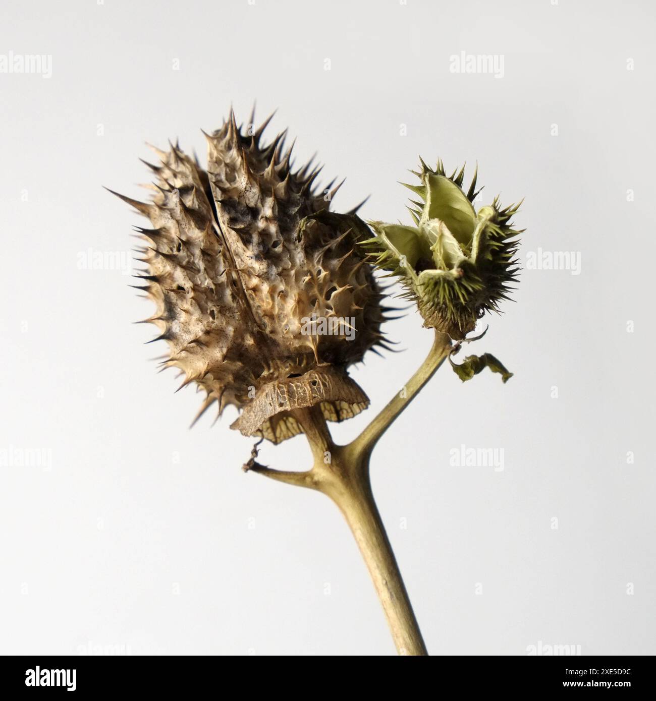 Thorn apple plant hi-res stock photography and images - Alamy