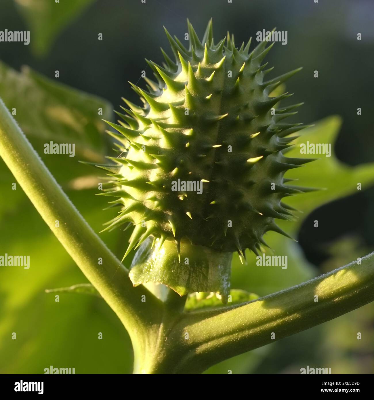 Jimson weed hi-res stock photography and images - Alamy