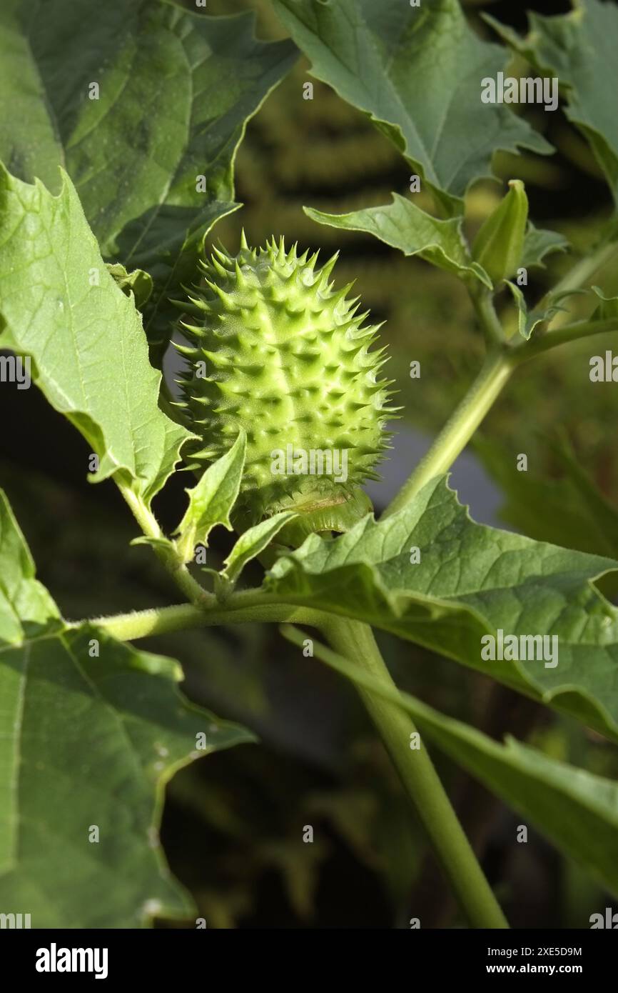 Thorn apple hi-res stock photography and images - Alamy