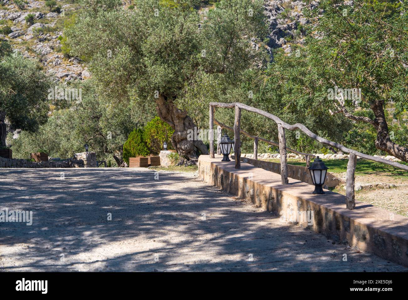 Scenic view of olive trees with twisted trunks. A wide asphalt road ...
