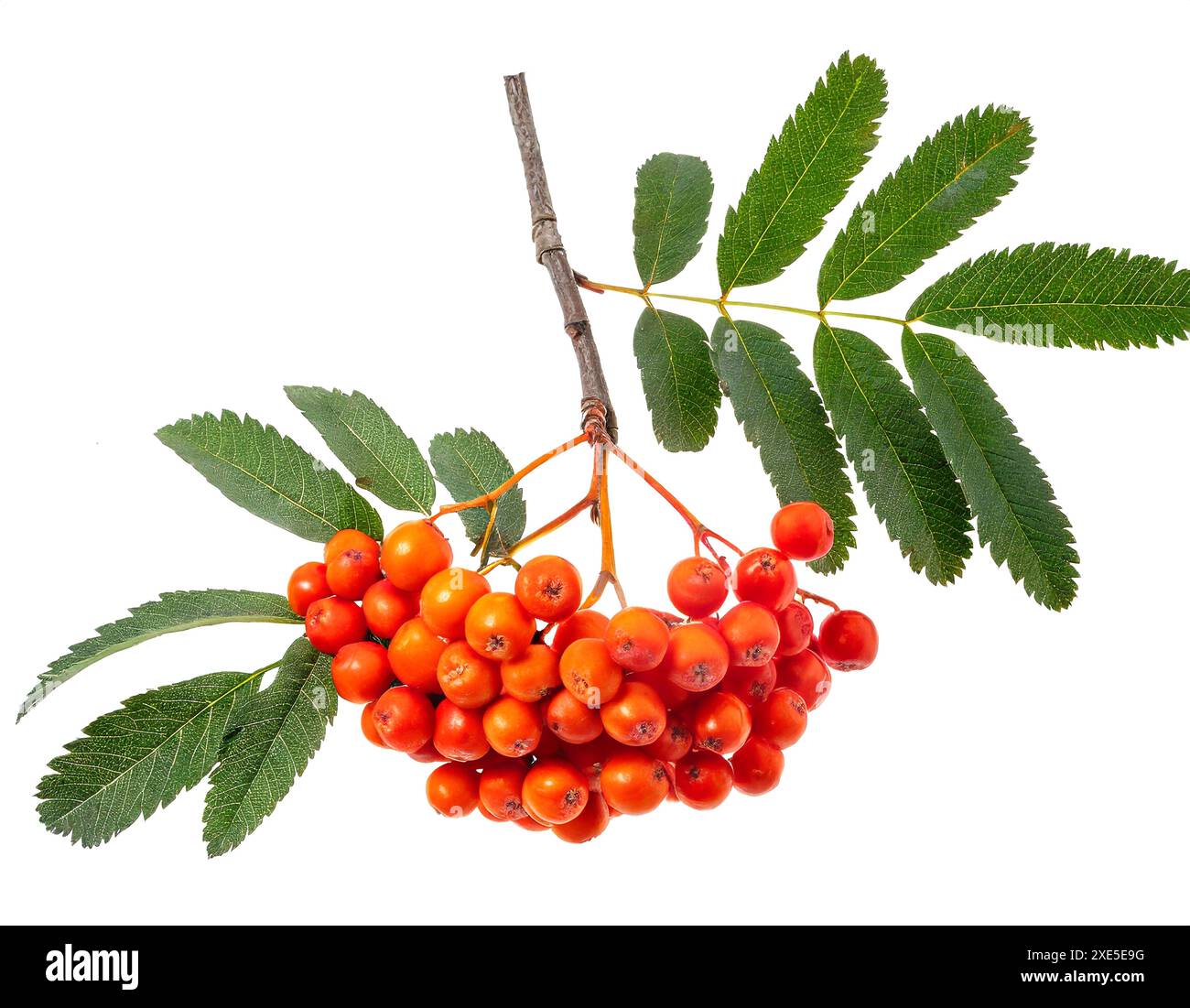 Red leaves small tree Cut Out Stock Images & Pictures - Alamy