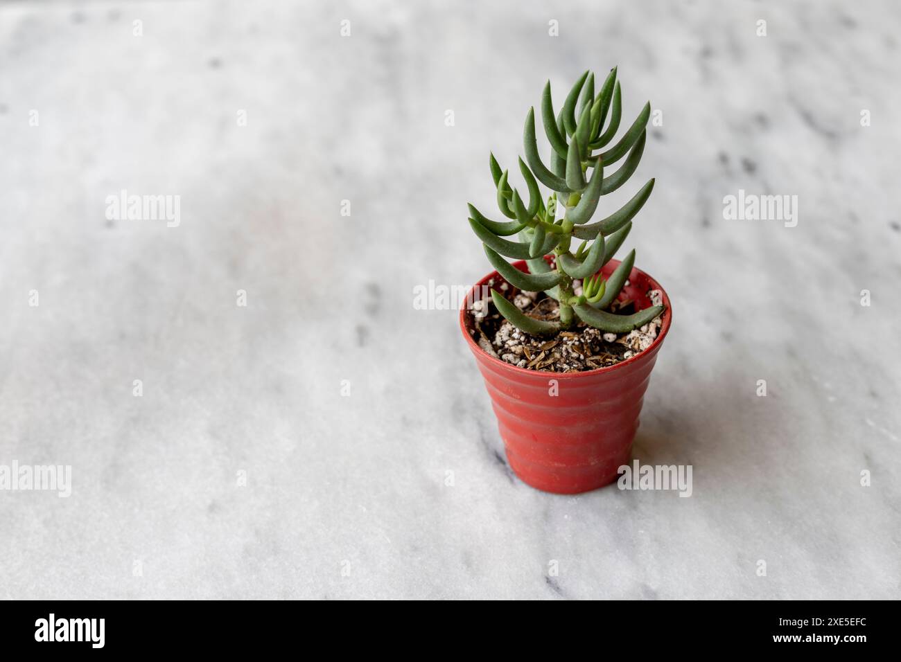 Miniature pine tree crassula tetragona succulent in a small pot Stock ...