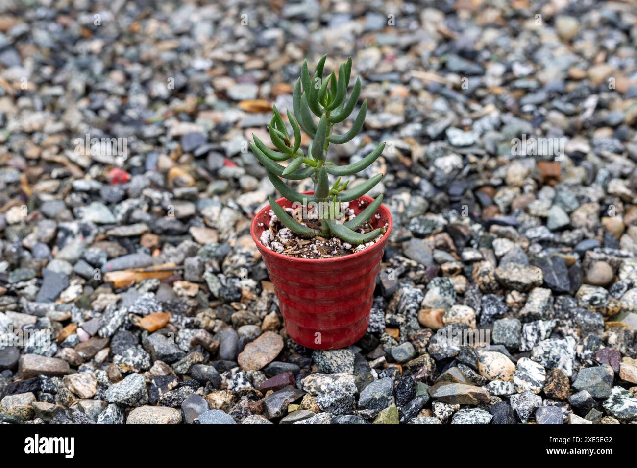 Crassula Tetragona also know as miniature pine tree succulent plant in ...