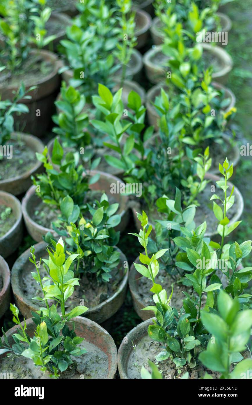 Ruscus green leaves hi-res stock photography and images - Alamy