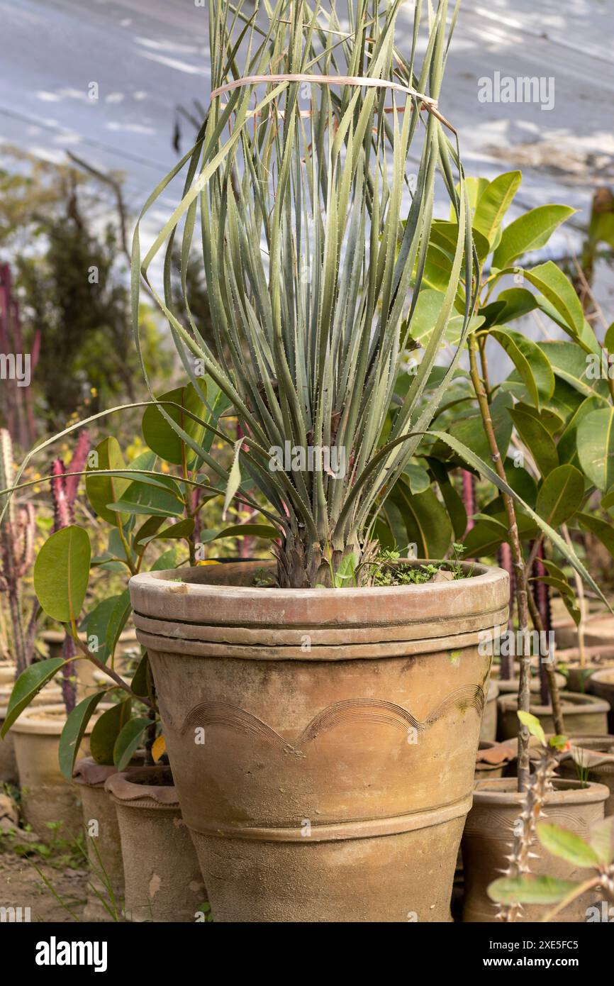 Dasylirion wheeleri is a moderate to slow-growing evergreen shrub with ...