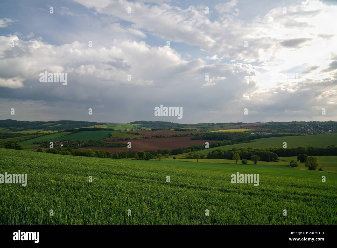 Fields with green grass. Blue sky with many clouds. Rural landscape ...