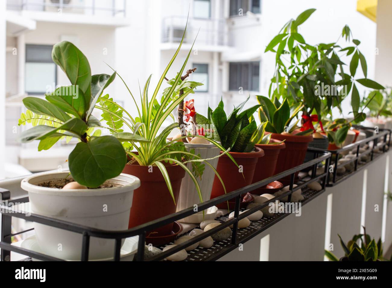 Variety plants pots planted along the corridor balconies at HDB estate ...