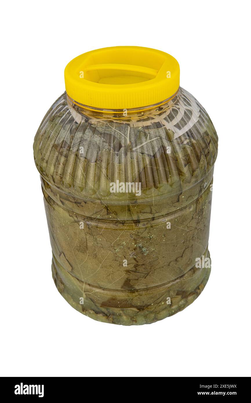 Pickled grape leaves. Grape or Vine Leaves in bottle of water for ...