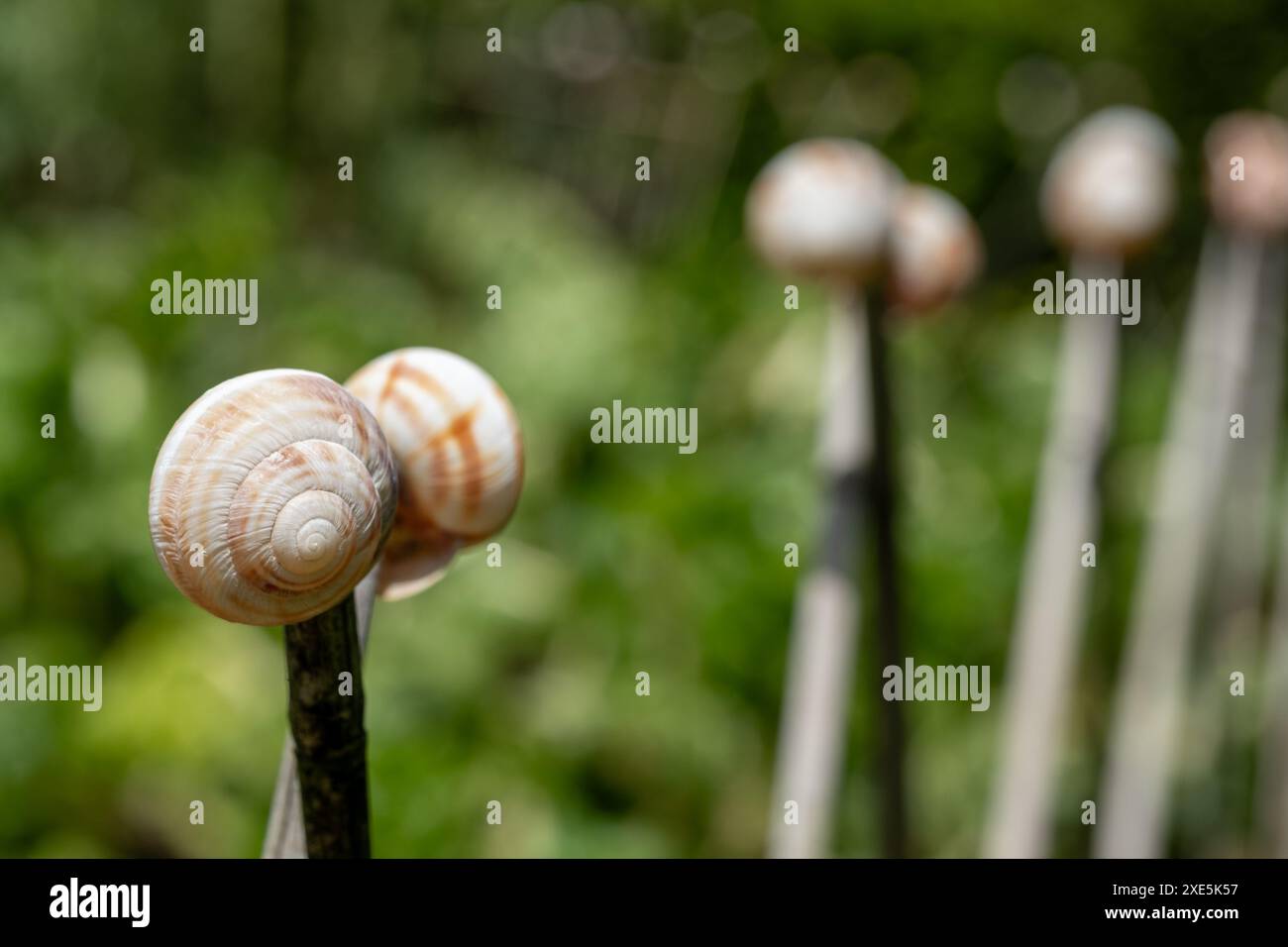 Snail shells decorate bamboo pole boundary at the stunning garden at ...