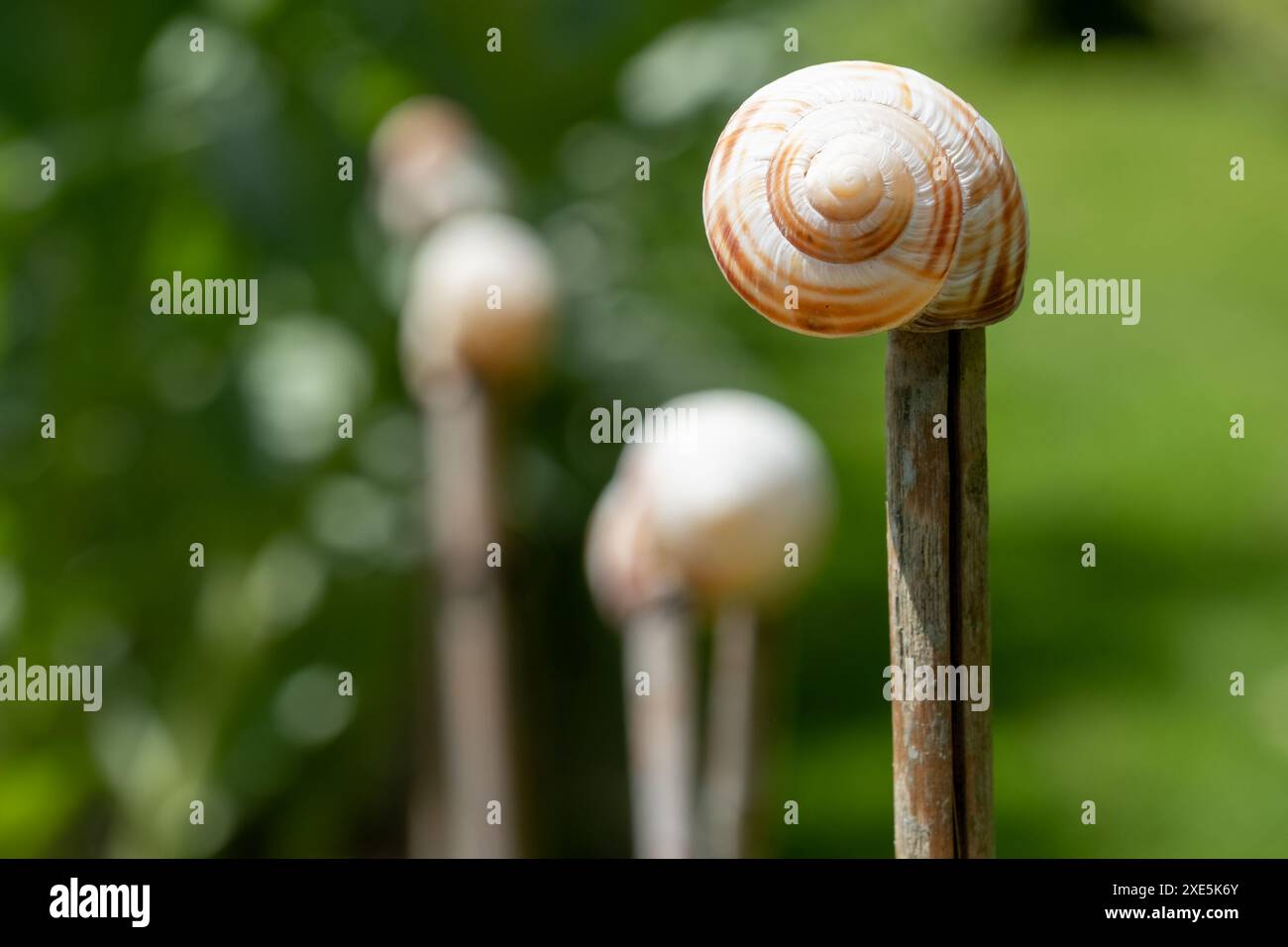 Snail shells decorate bamboo pole boundary at the stunning garden at ...