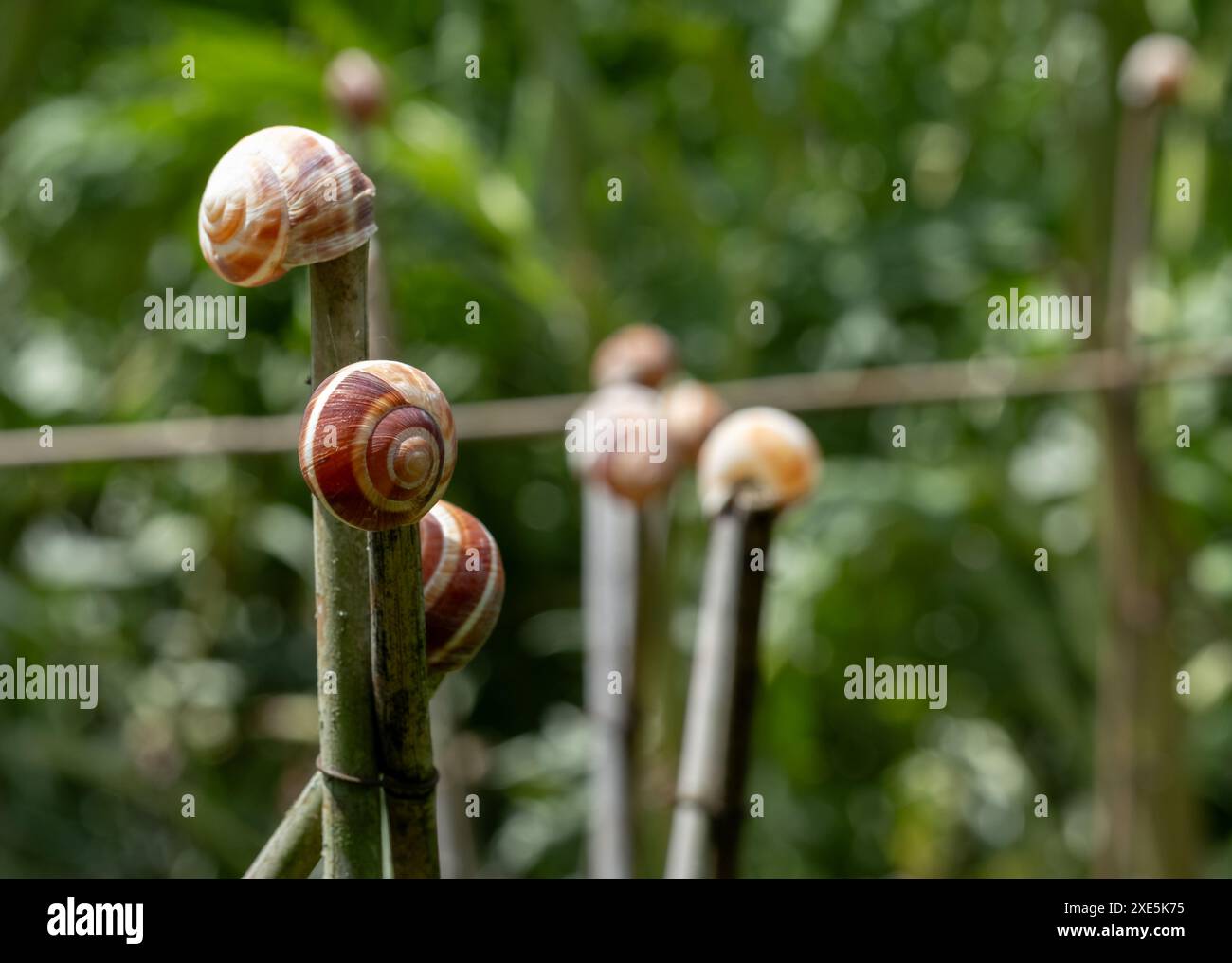 Snail shells decorate bamboo pole boundary at the stunning garden at ...