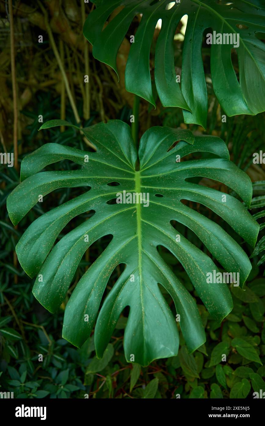 Monstera Madness: The Ultimate Guide to Growing and Caring for Monstera ...