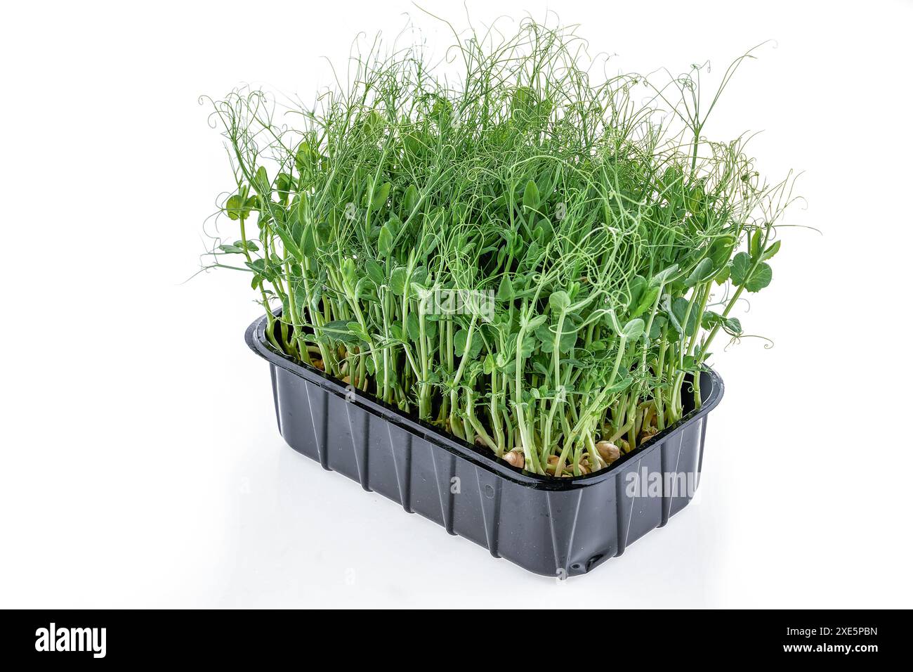 Pea shoots, microgreen in black tray on white background Stock Photo ...