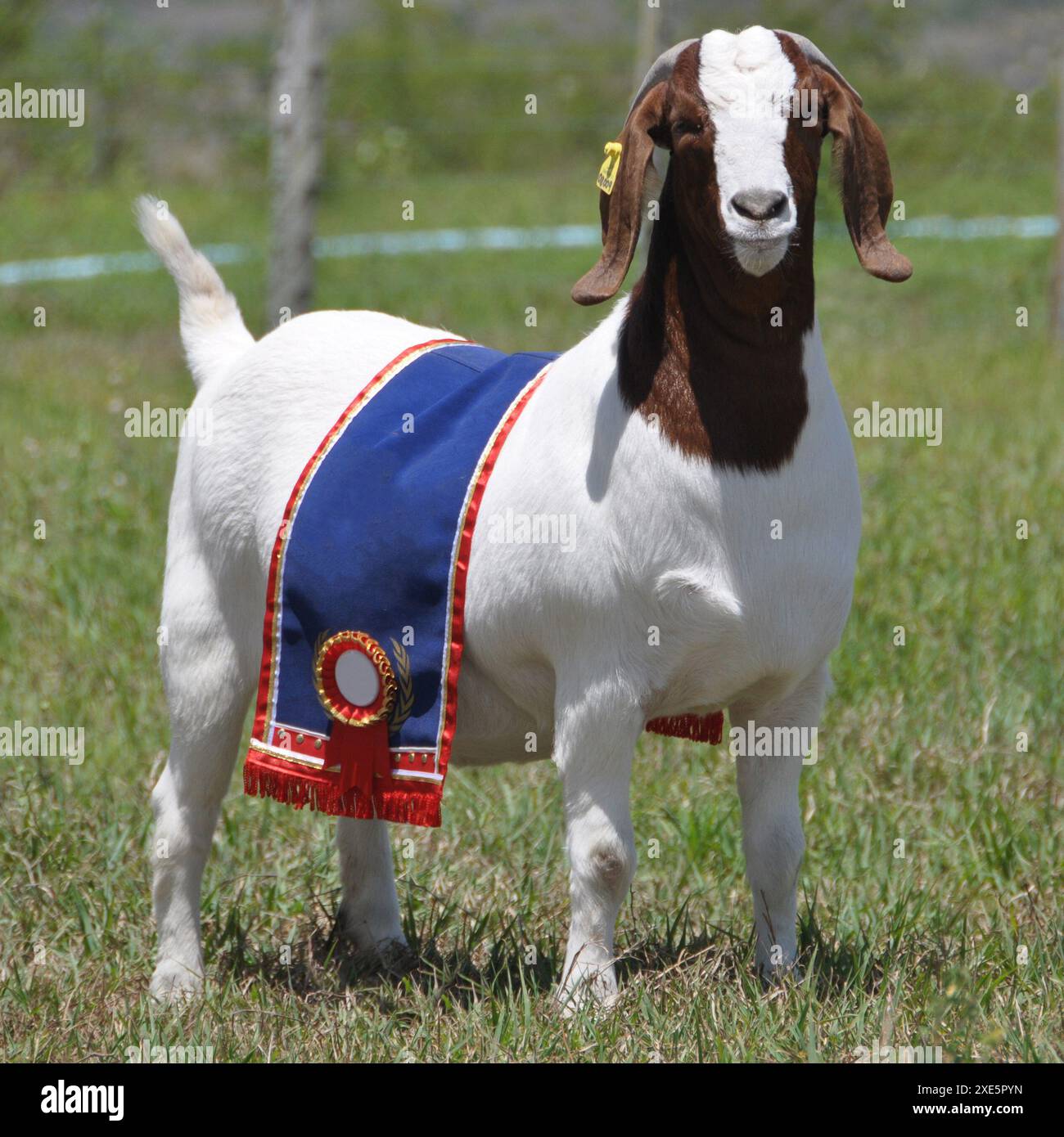 Boer female goat very awarded in Brazil. The Boer is a breed developed ...