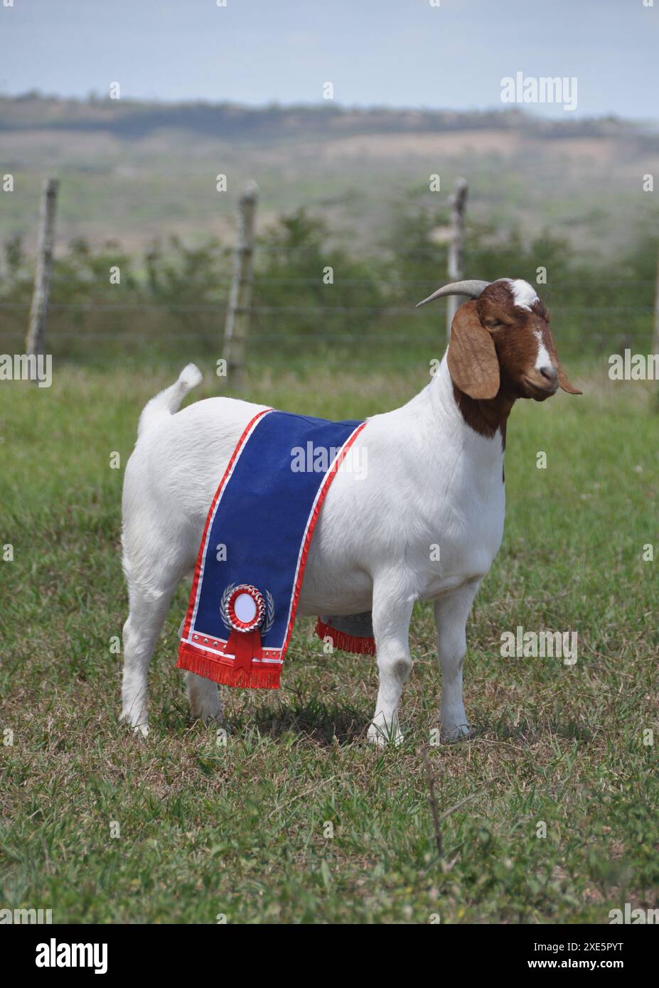 Boer female goat very awarded in Brazil. The Boer is a breed developed ...