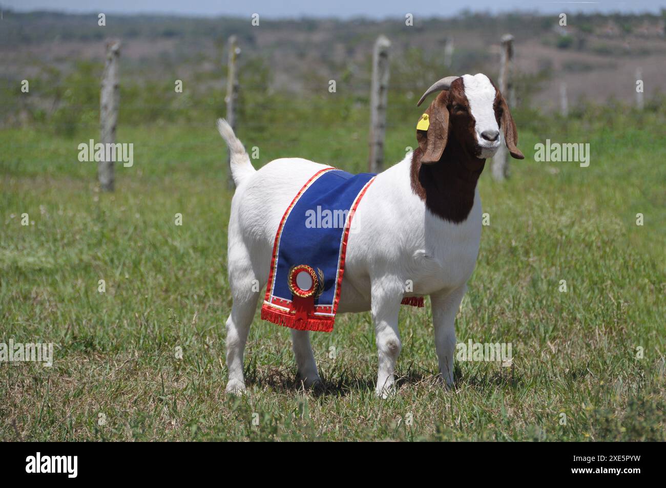 Boer female goat very awarded in Brazil. The Boer is a breed developed ...