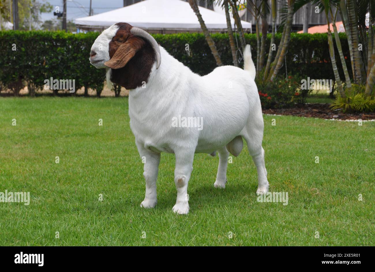 Male Boer goat very awarded in Brazil. The Boer is a breed developed in ...