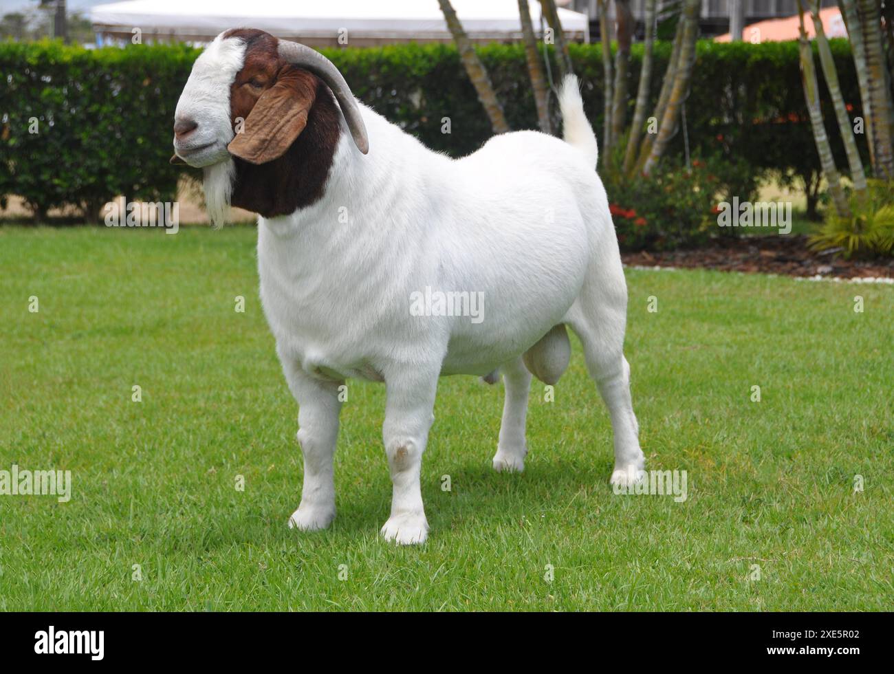 Male Boer goat very awarded in Brazil. The Boer is a breed developed in ...
