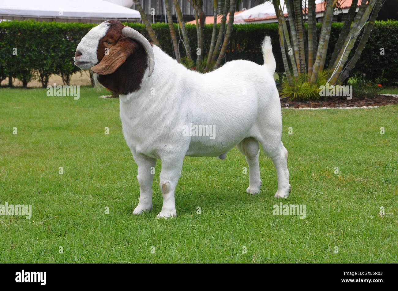 Male Boer goat very awarded in Brazil. The Boer is a breed developed in ...