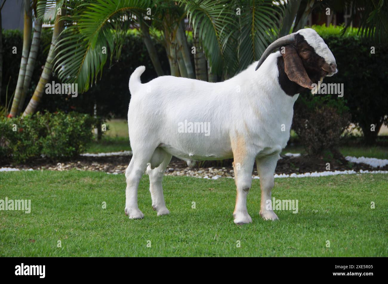 Male Boer goat very awarded in Brazil. The Boer is a breed developed in ...