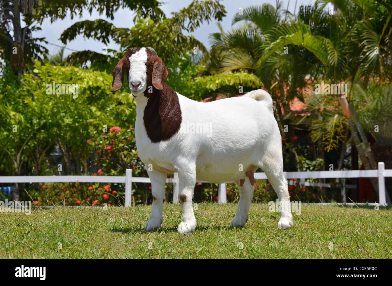 Boer female goat very awarded in Brazil. The Boer is a breed developed ...