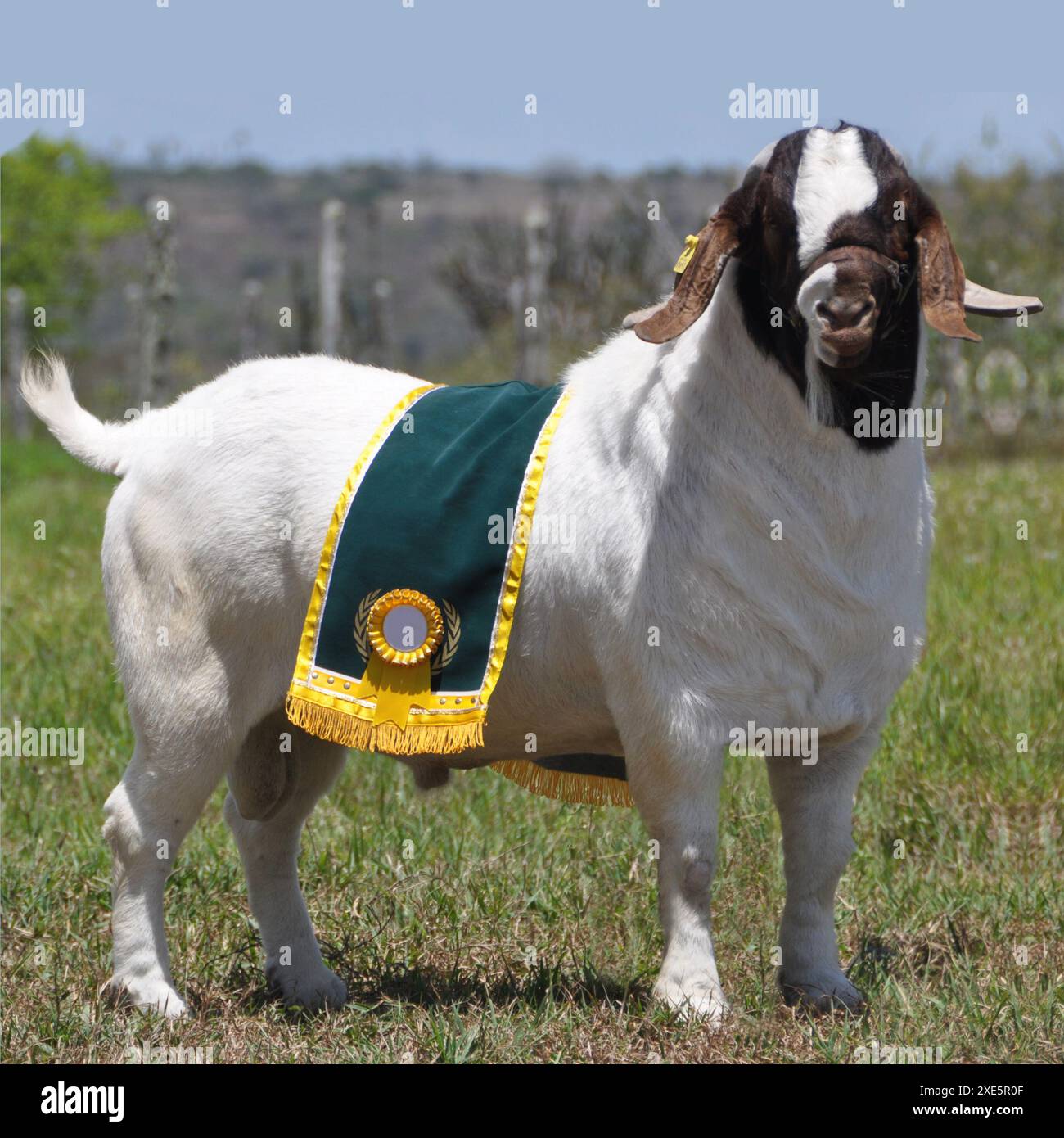 Male Boer goat very awarded in Brazil. The Boer is a breed developed in ...