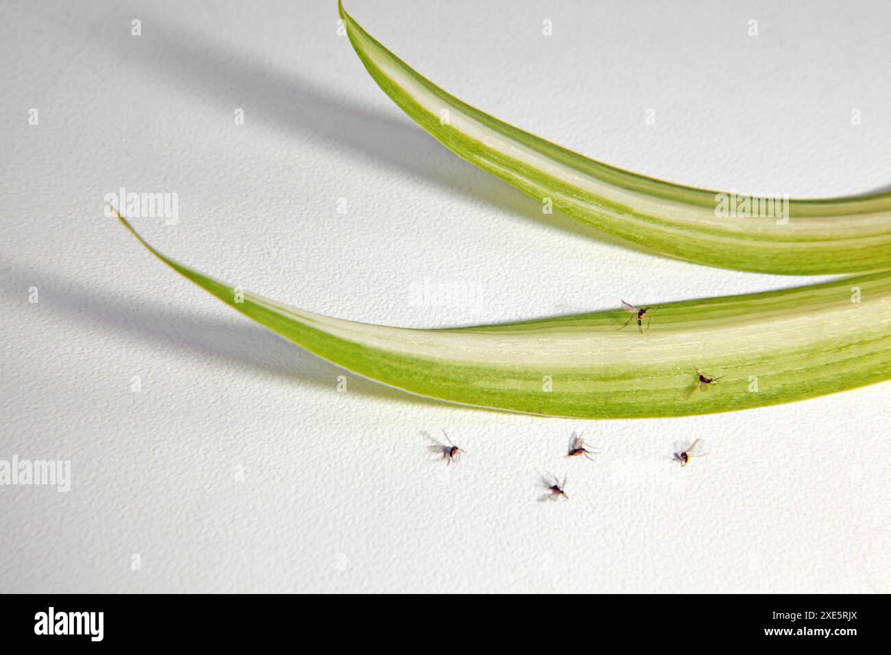 Leaves of a houseplant and thrush flies. Protection of indoor plants ...