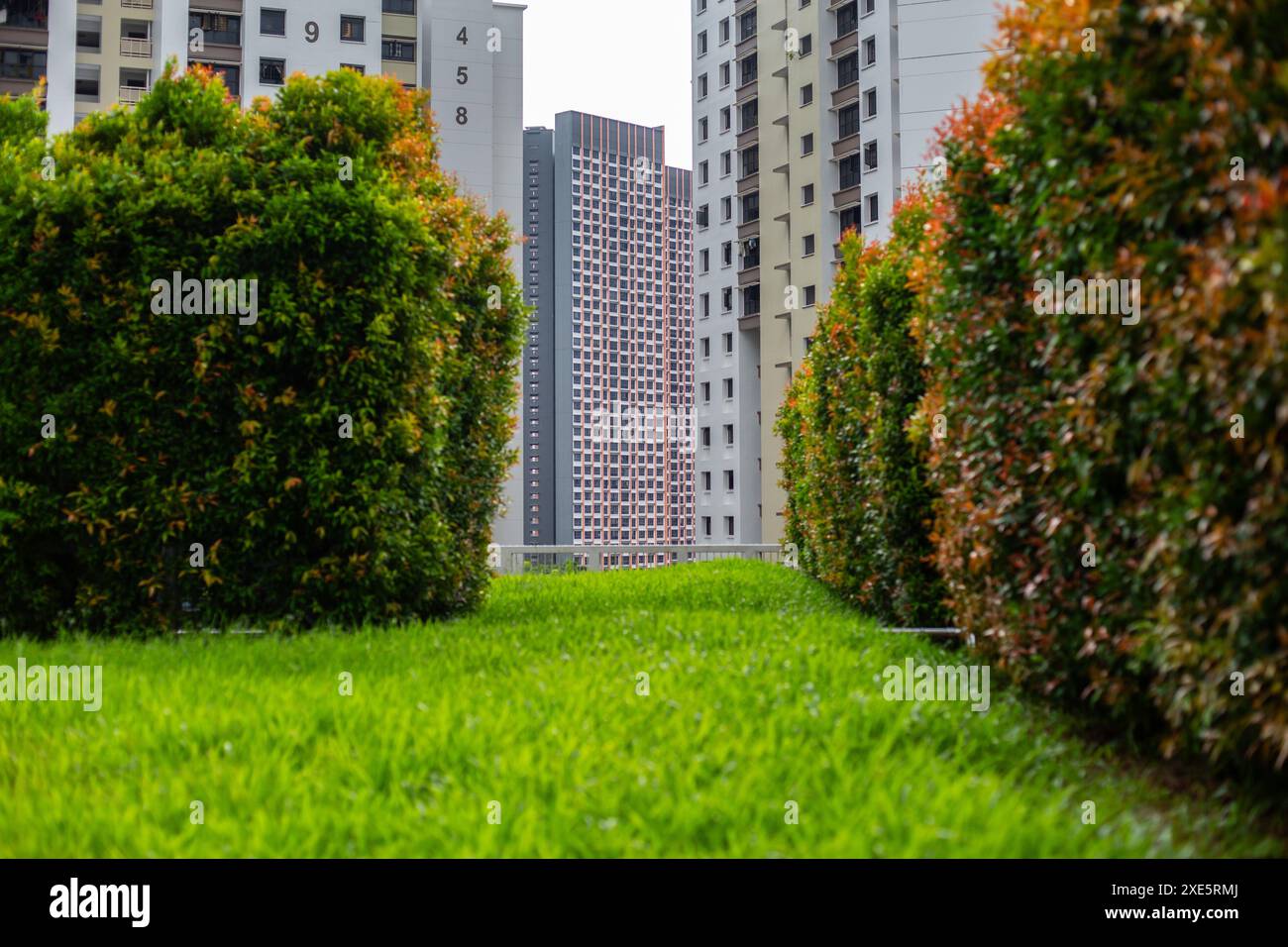 Clean look of HDB housing estate and man made rooftop greenery ...