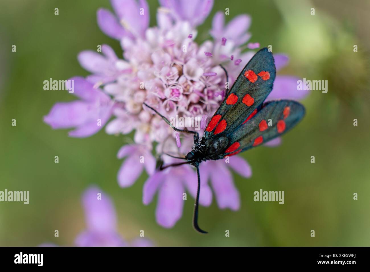 Insect pollinating a flower Stock Photo - Alamy