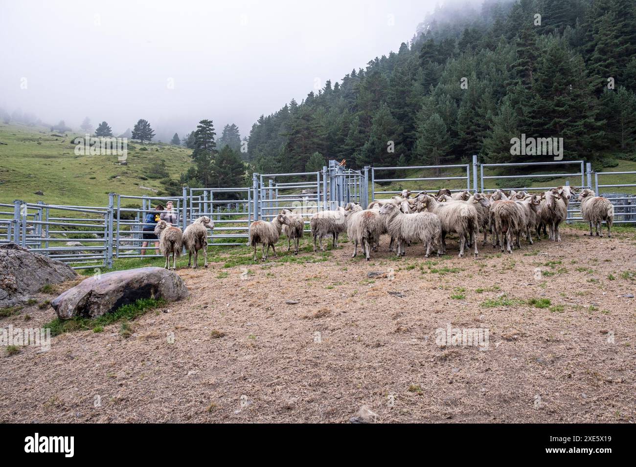 Shepherd gathering the flock Stock Photo - Alamy