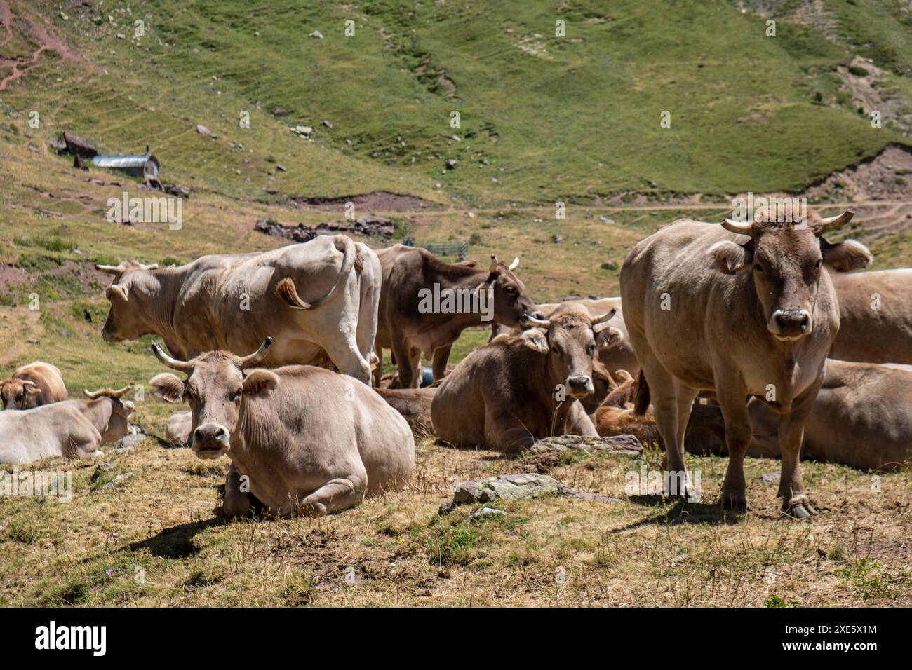 Mammals of the iberian peninsula hi-res stock photography and images ...