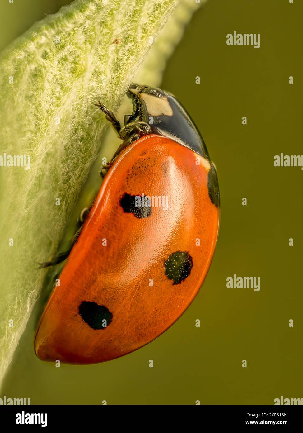 Ladybird on the leaf hi-res stock photography and images - Alamy
