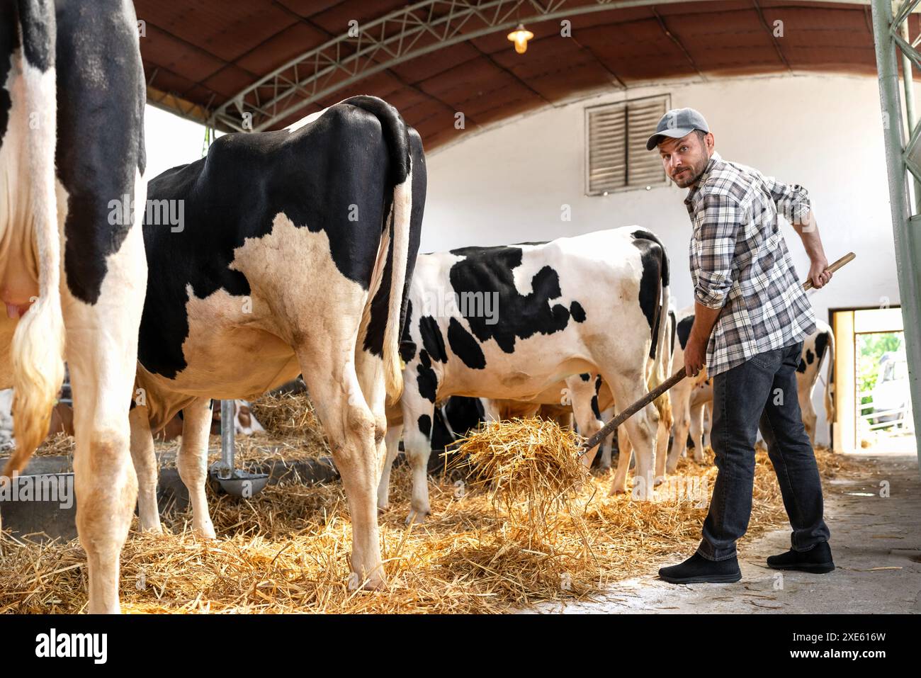 Male farm worker working on a cattle farm, putting straw on the floor ...