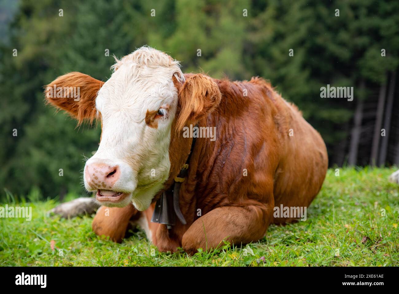 cow, austria, alps, meadow, pasture, grazing, animal, nature, wildlife ...