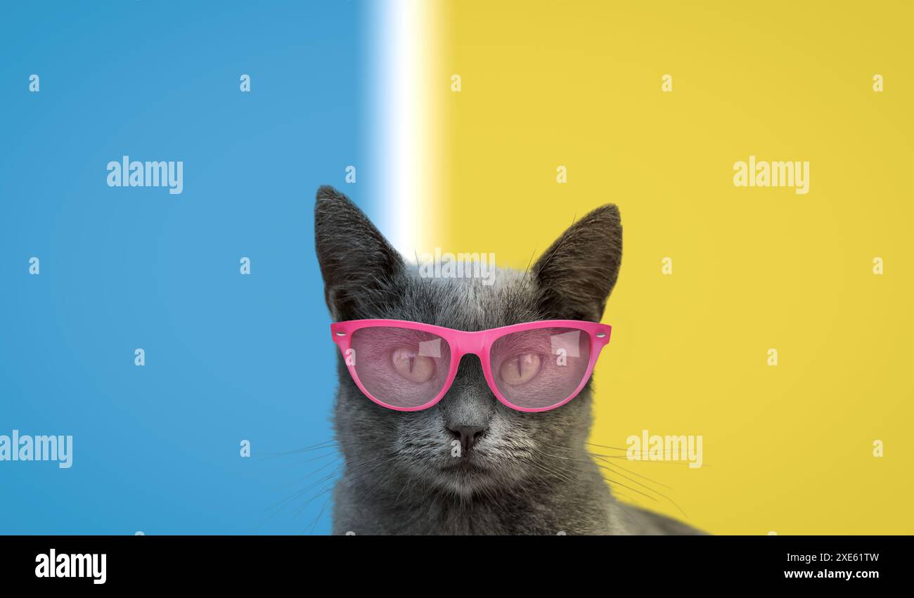 Cool cat in pink glasses on a blue and yellow background Stock Photo ...