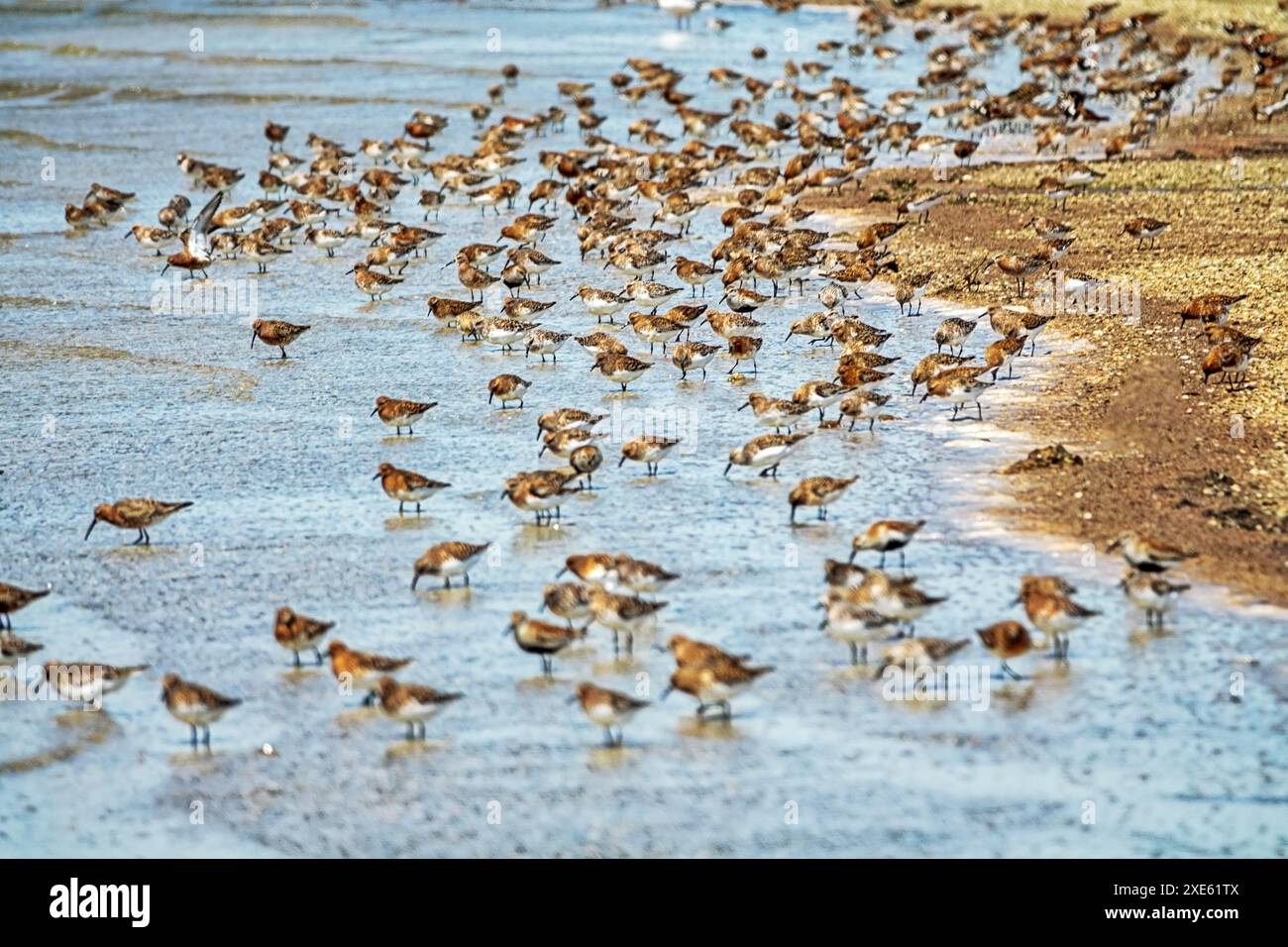 Birds rest and feed on the lagoon shallow Stock Photo - Alamy