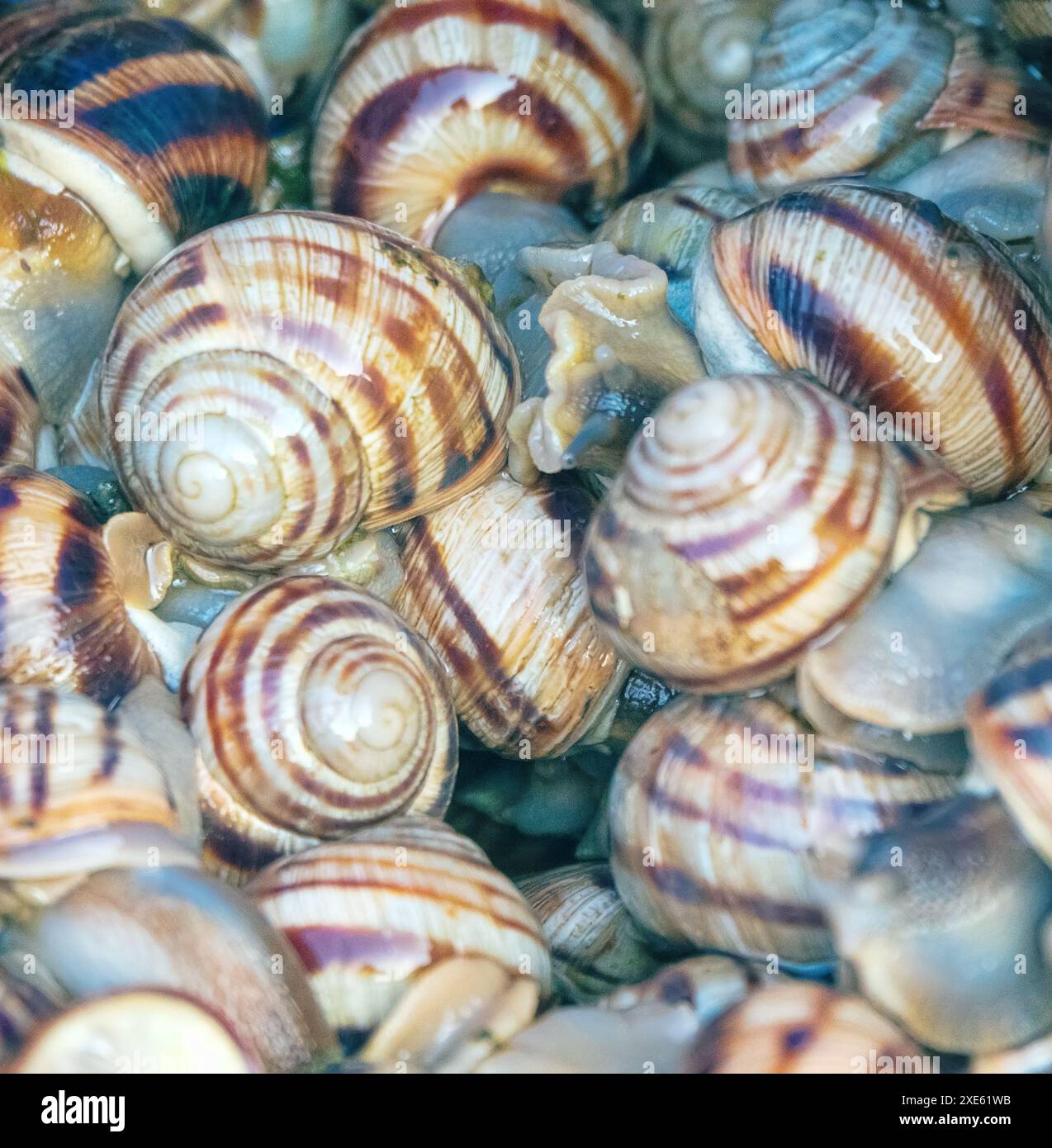 Snails life cycle hi-res stock photography and images - Alamy